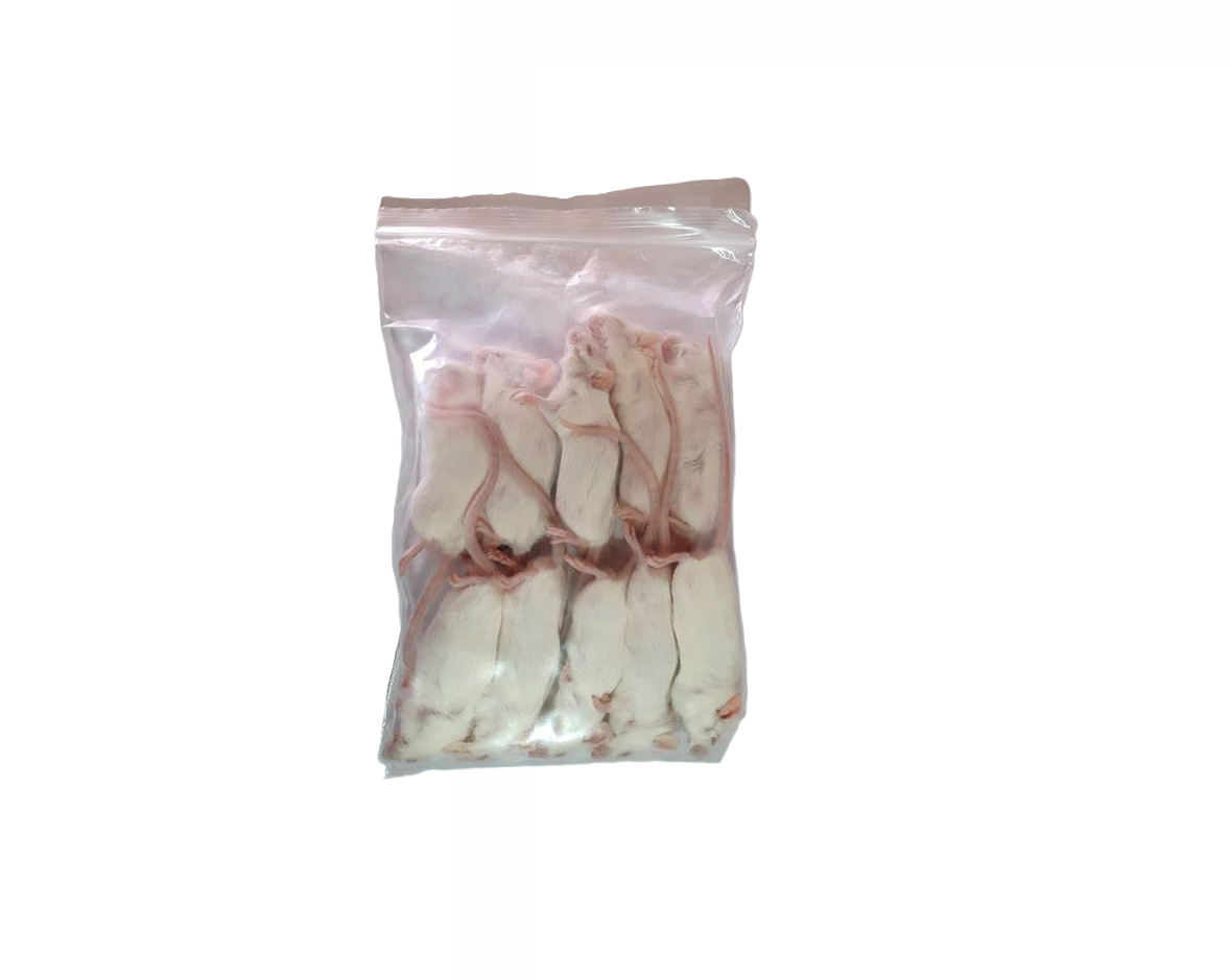 Kiezebrink Frozen Large Mouse (22-30GM) Pack of 10 | 0151 678 2588