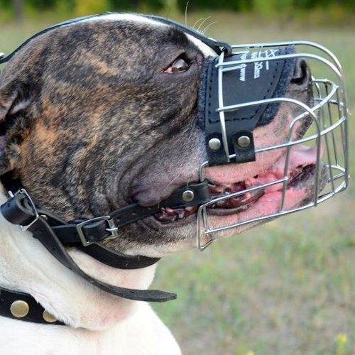 Strap muzzle store